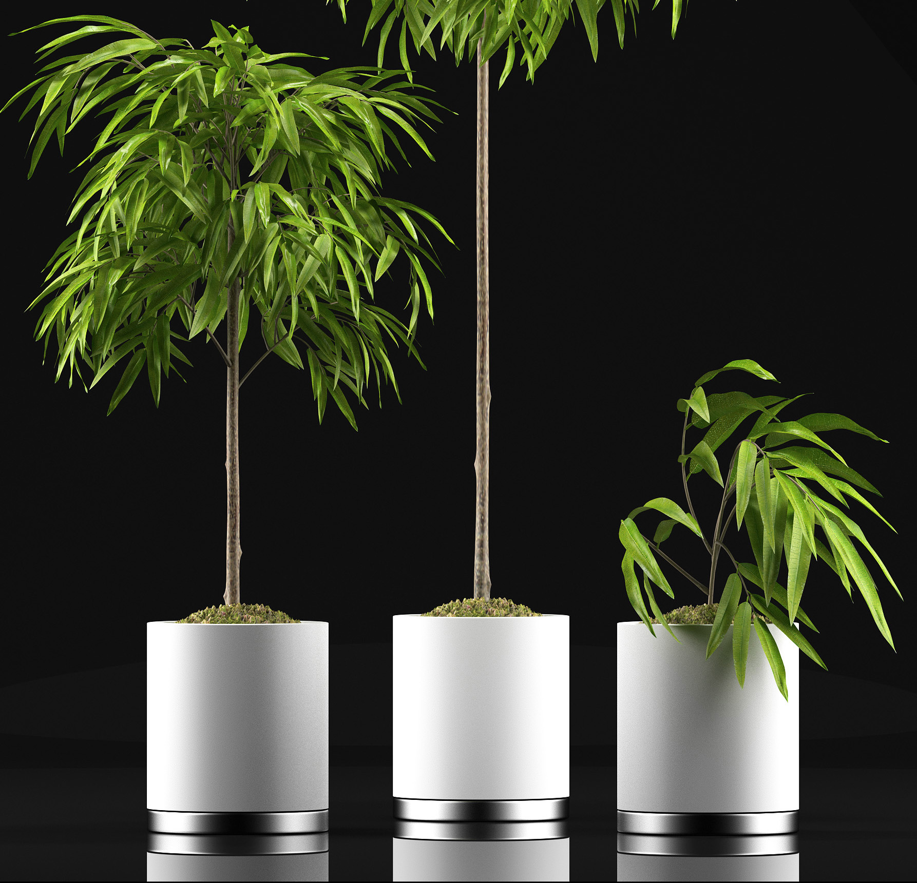 3d ficus alii plants model