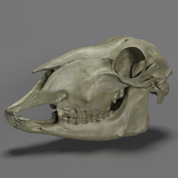 doe skull 3d max