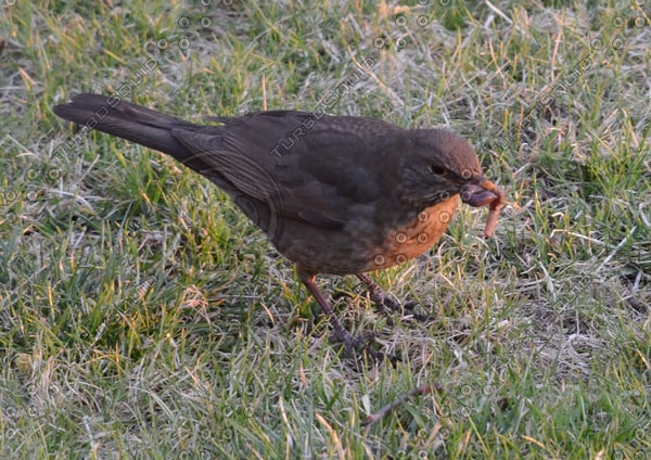 Stock JPEG Turdus merula kos