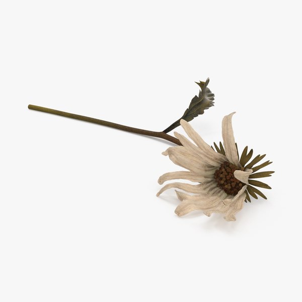 3d model dead daisies laying