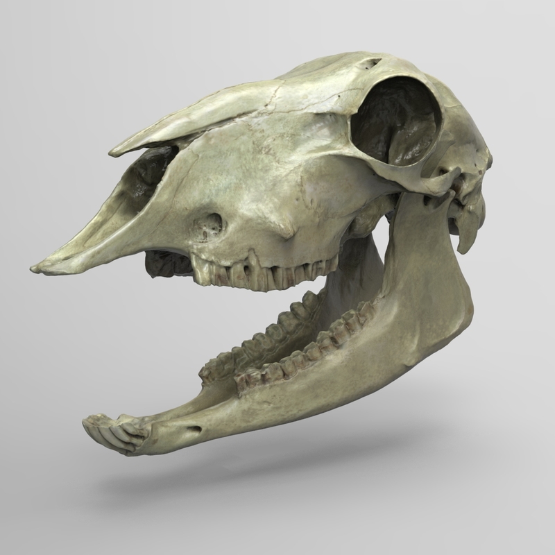 doe skull 3d max