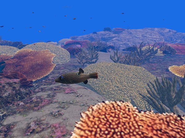animals coral reef fish 3d x