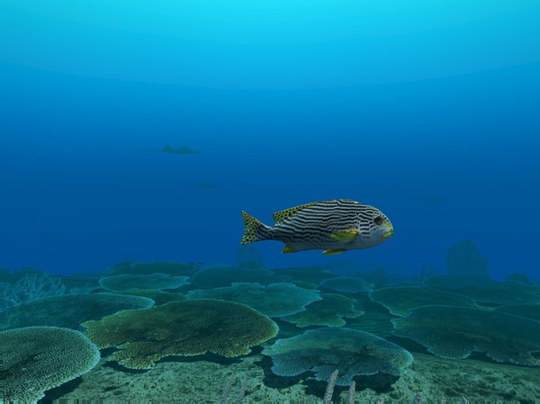 animals coral reef fish 3d x