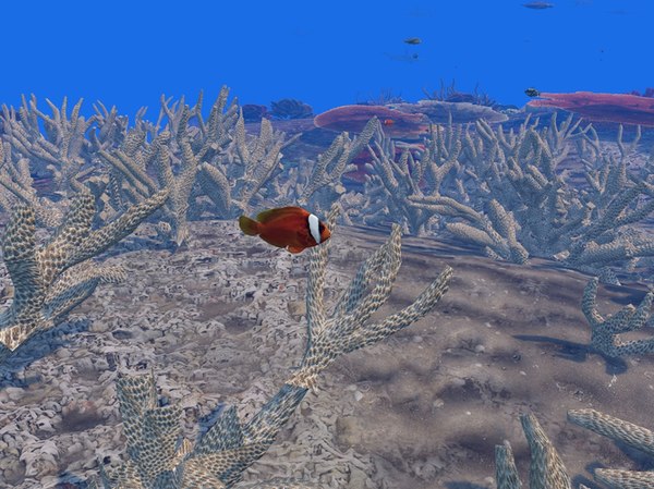animals coral reef fish 3d x