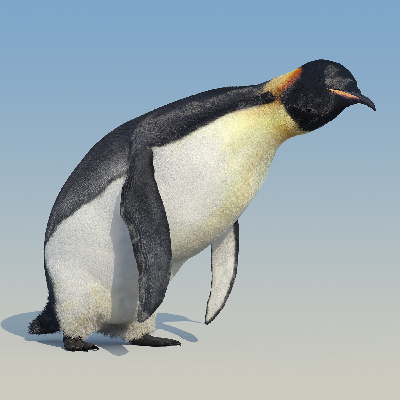 3d emperor penguin fur animation