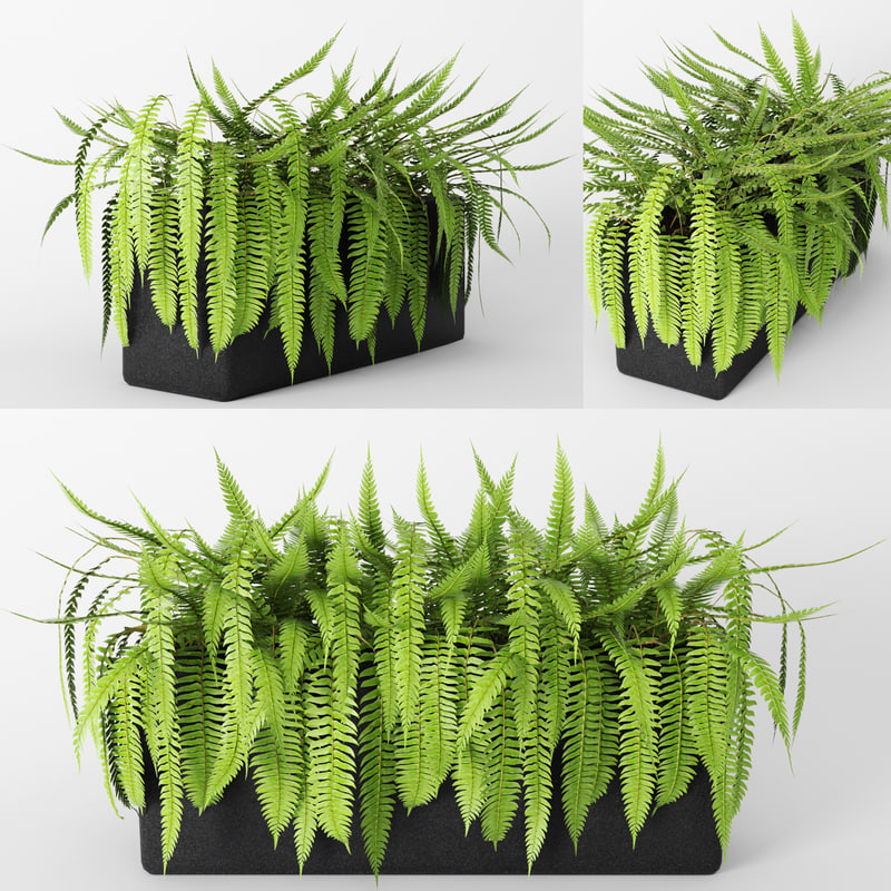 fern 3d model