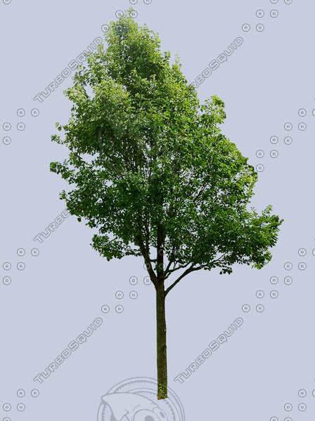 Texture JPEG Tree 2D Baum