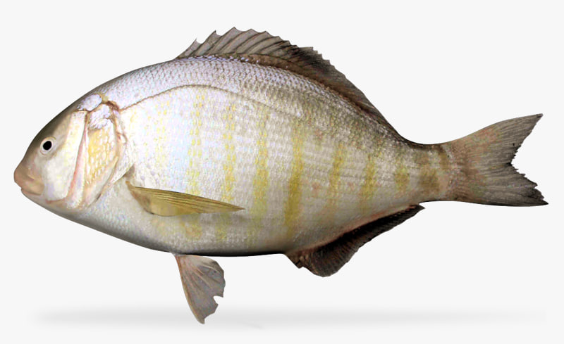 3d barred surfperch model
