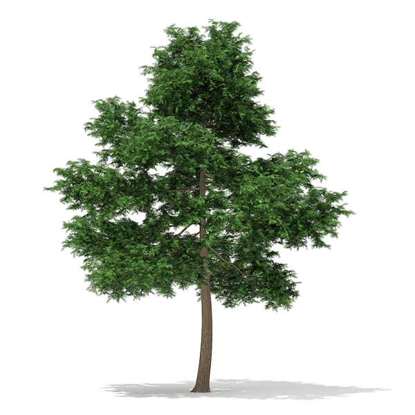 3d model blue atlas cedar cedrus