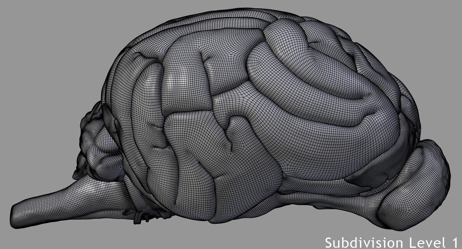 dog brain 3d model