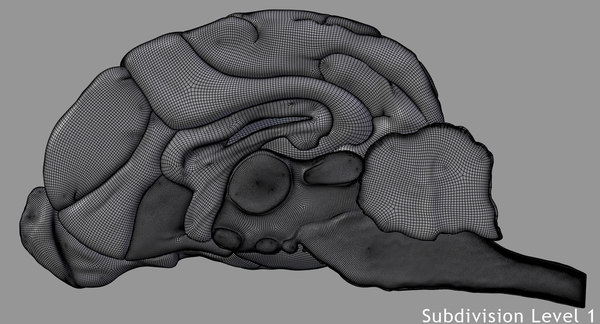 dog brain 3d model