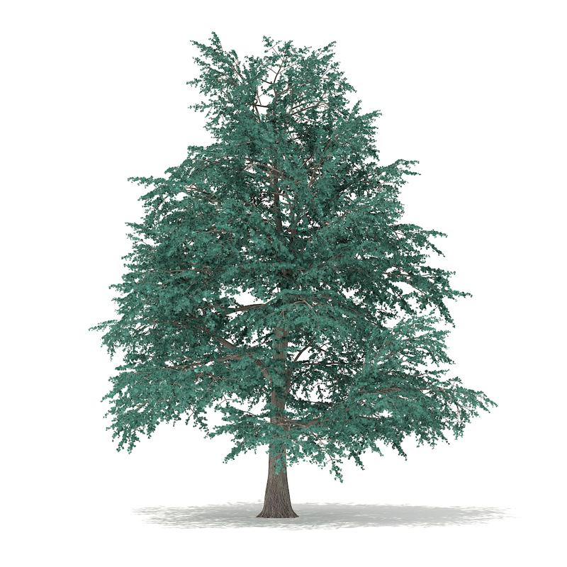 3d model blue atlas cedar cedrus