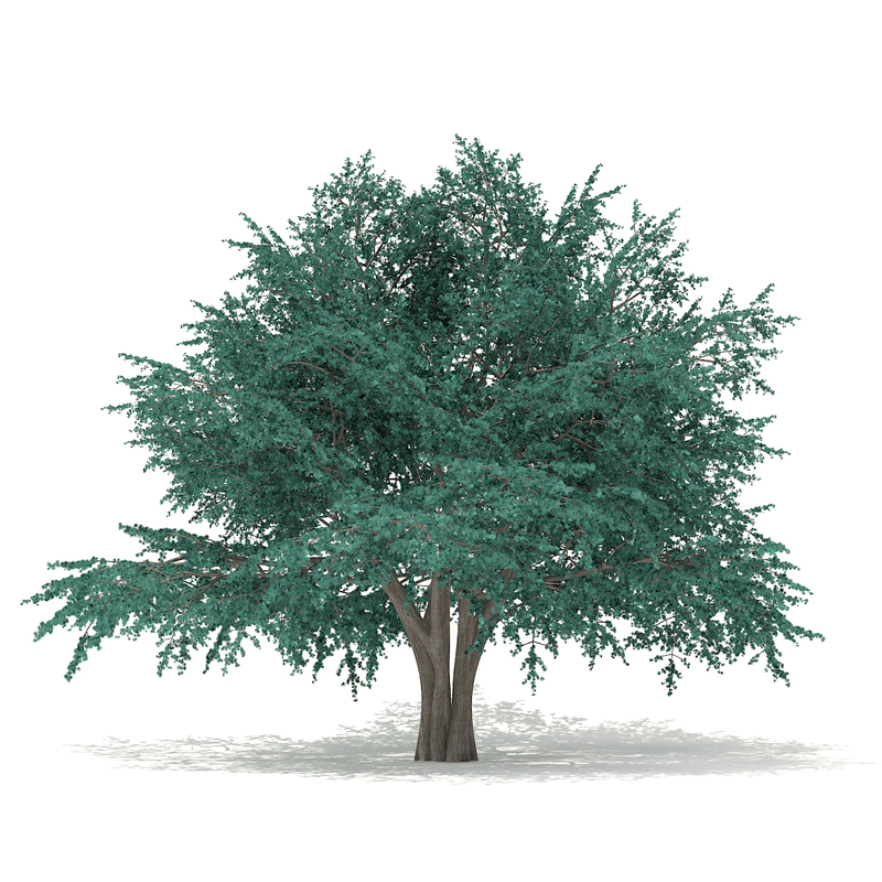 3d model blue atlas cedar cedrus