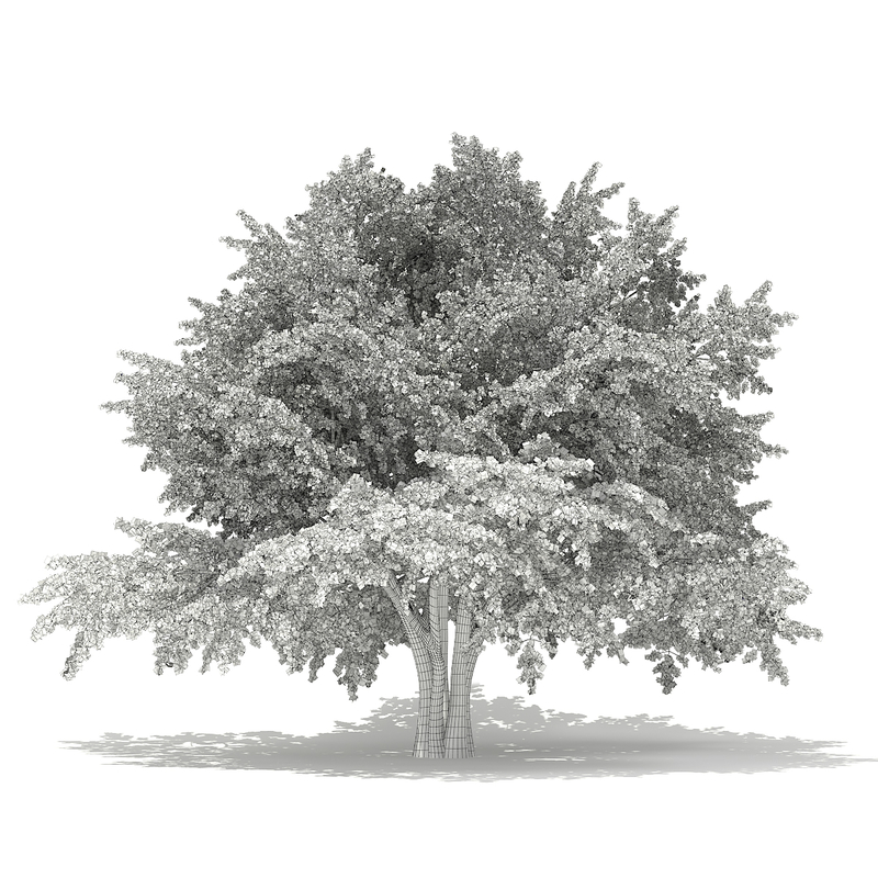 3d model blue atlas cedar cedrus