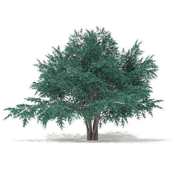3d model blue atlas cedar cedrus