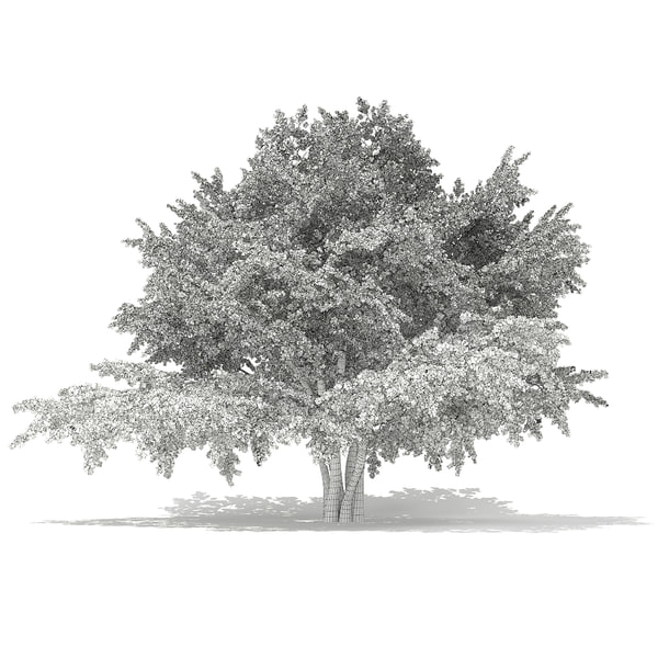 3d model blue atlas cedar cedrus