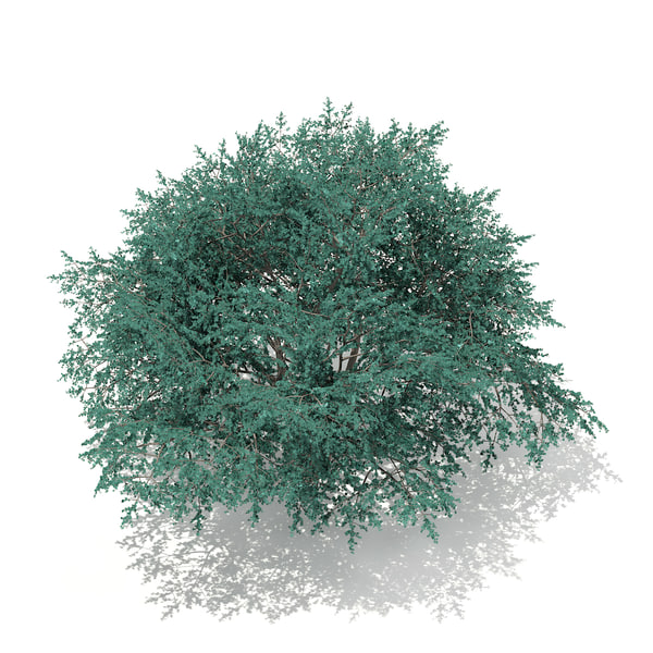 3d model blue atlas cedar cedrus