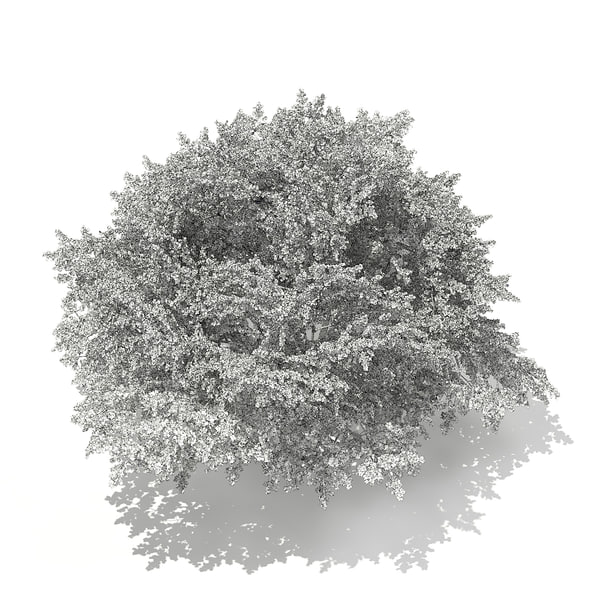 3d model blue atlas cedar cedrus