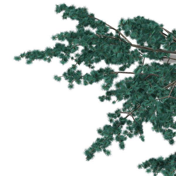 3d model blue atlas cedar cedrus