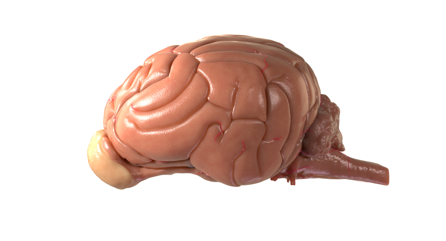 dog brain 3d model