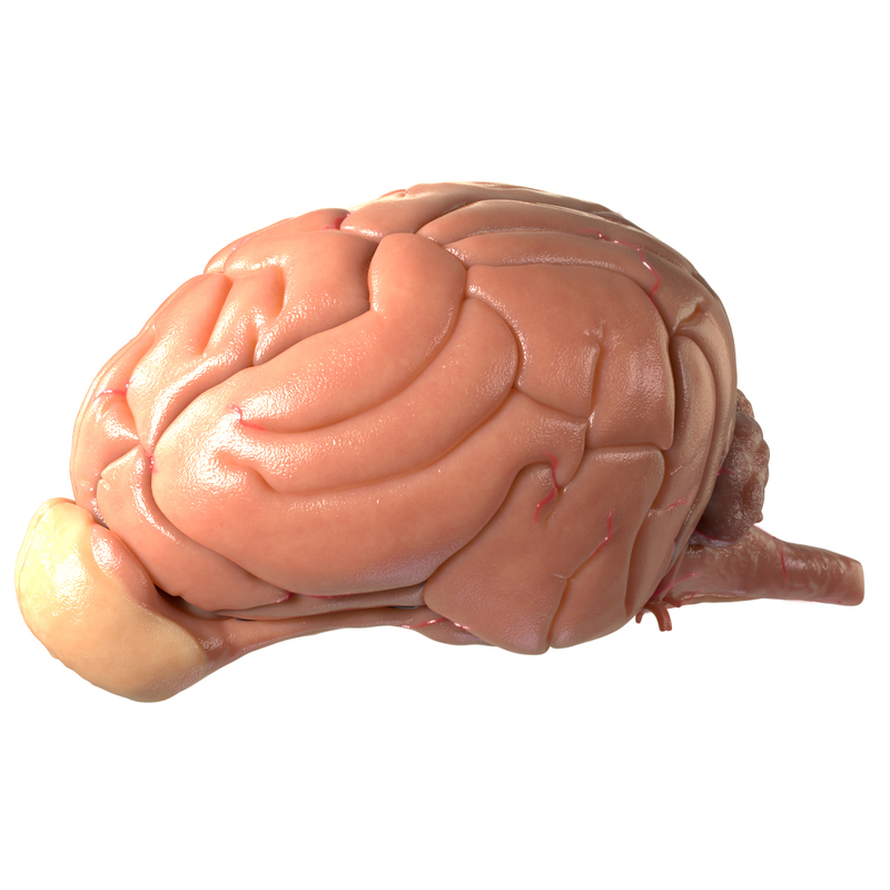 modèle 3D de Cerveau de chien - TurboSquid 1079000