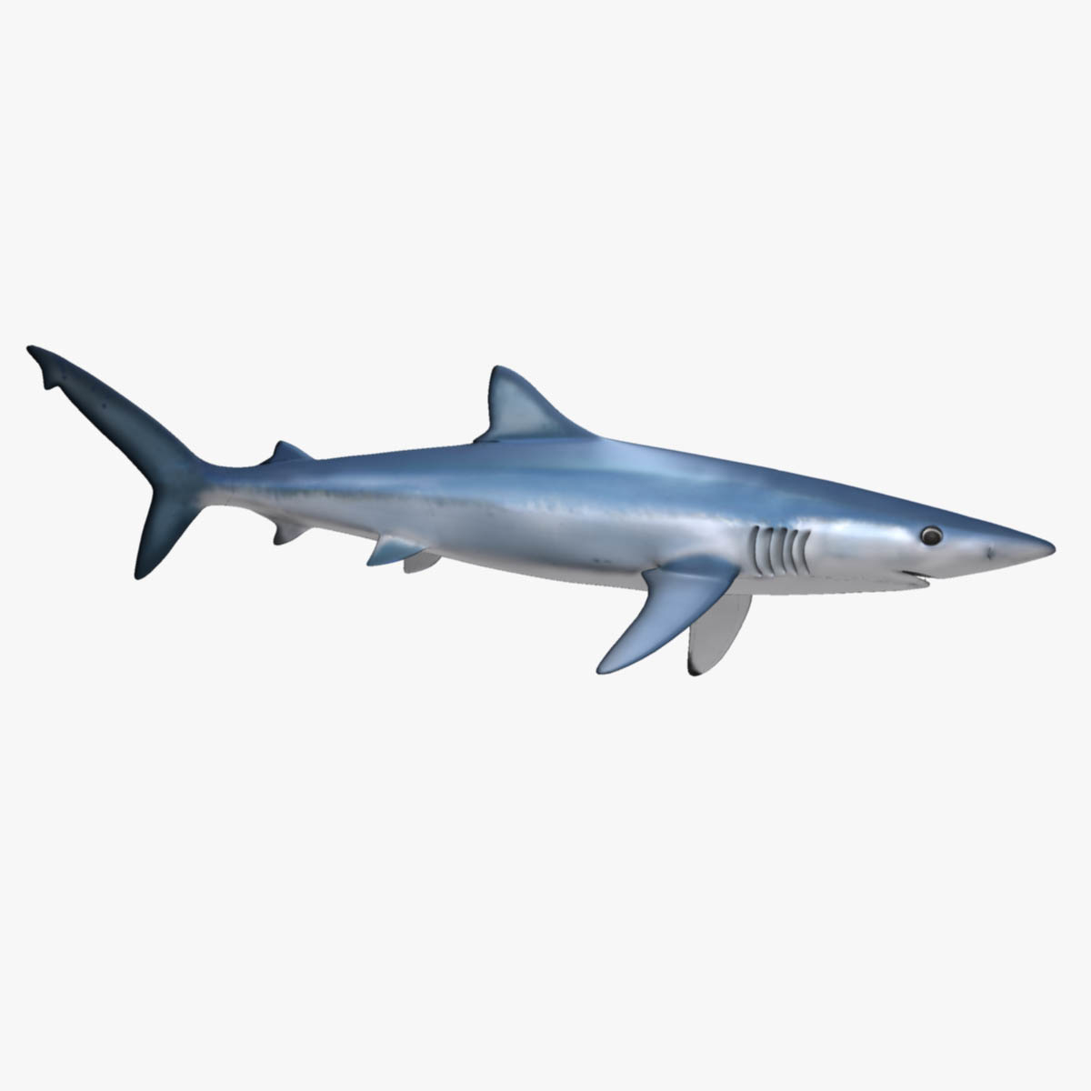 modelo 3d Tiburón azul - TurboSquid 1079283