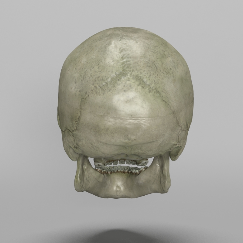 3d model human skull interior