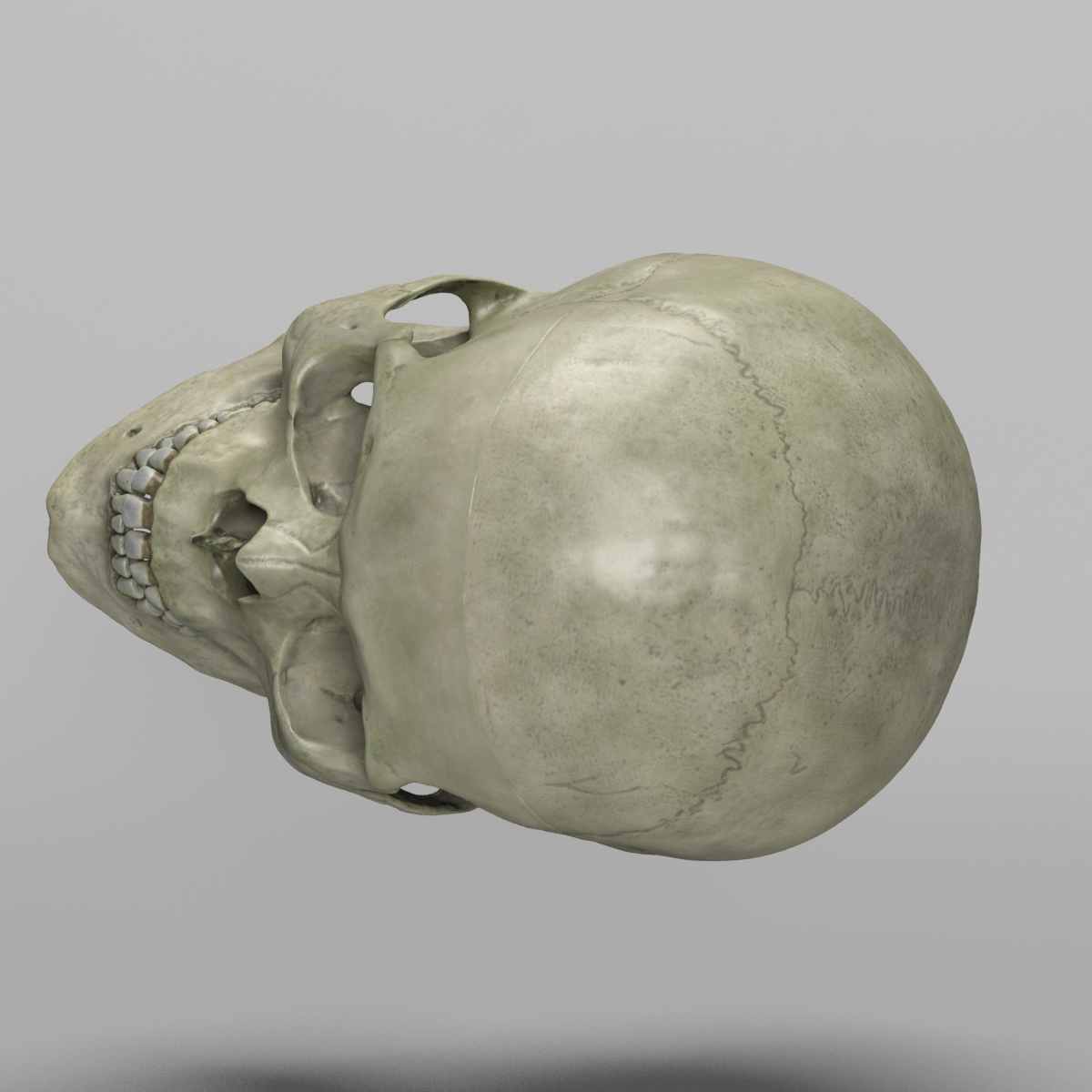 3d model human skull interior
