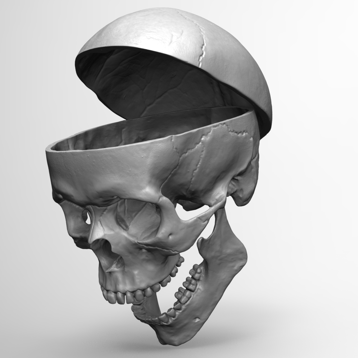 3d model human skull interior