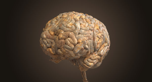 obj realistic human brain