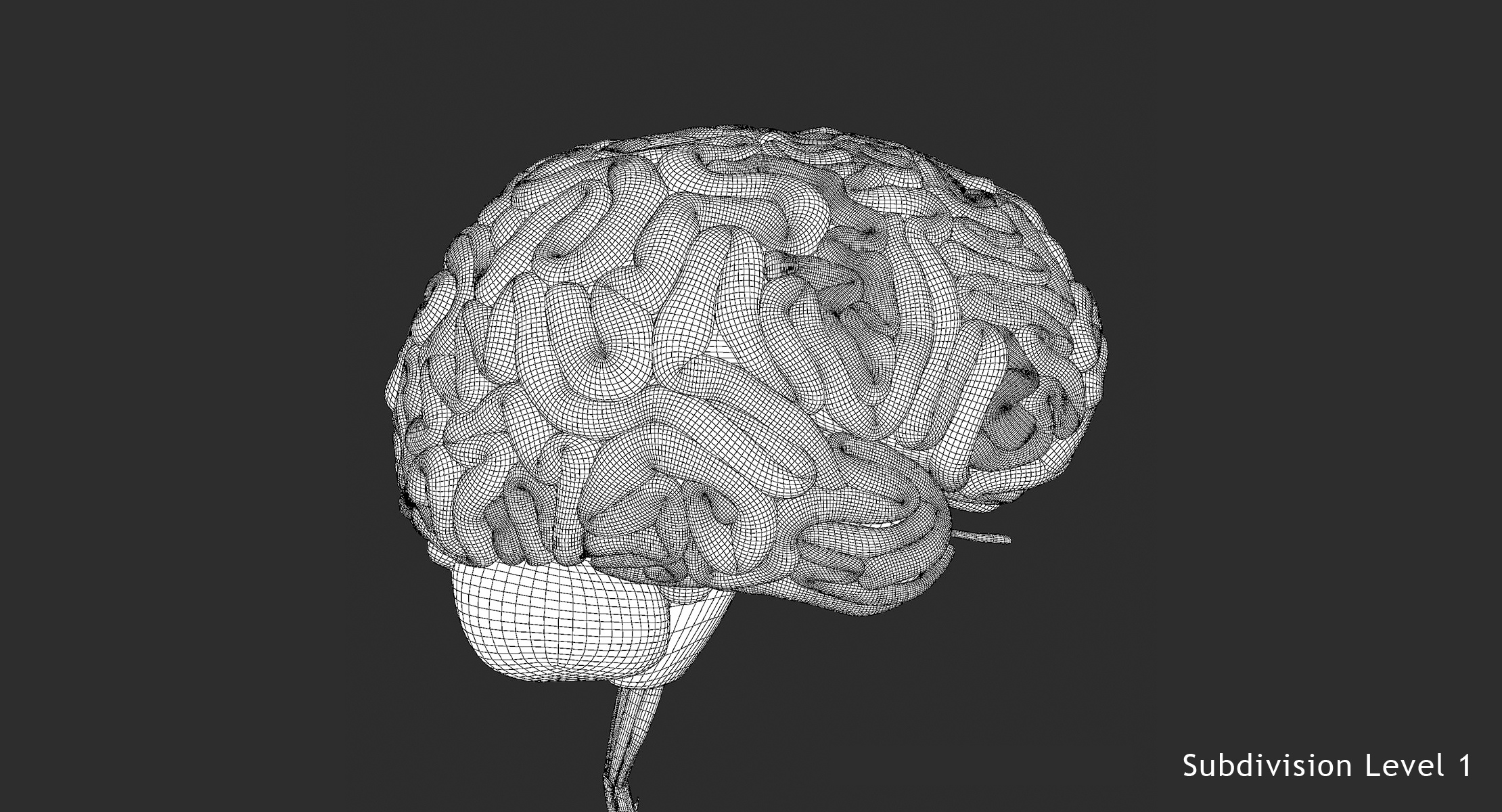 obj realistic human brain