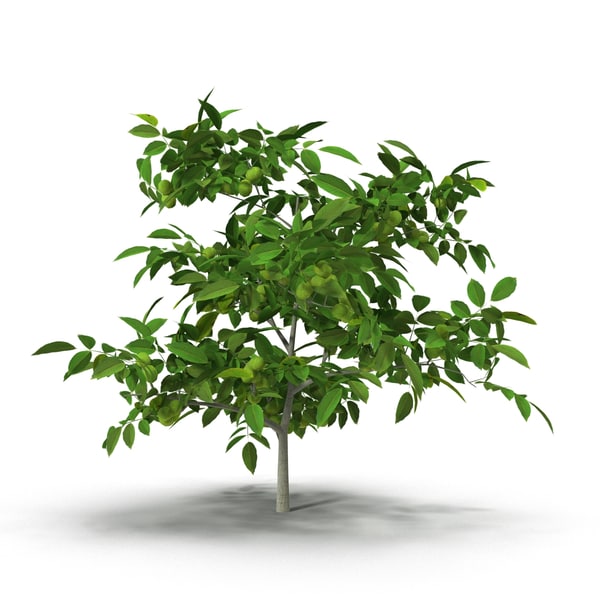 walnut tree 3d obj