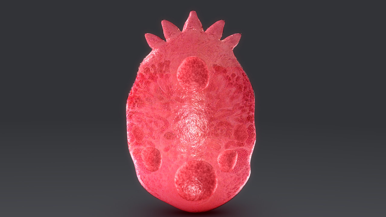 temnocephala lamothei flatworm 3d model