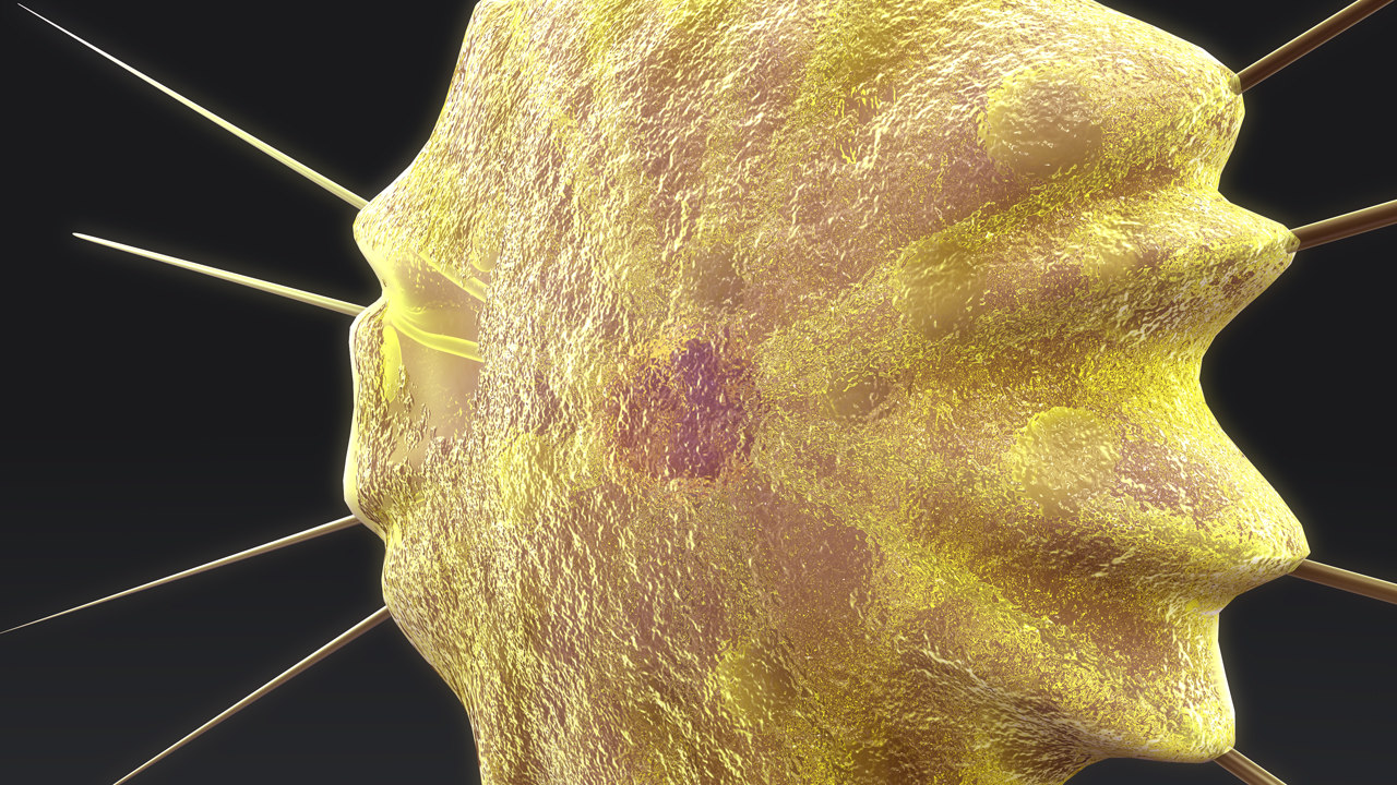 3d obj acantharea radiolarian protozoa