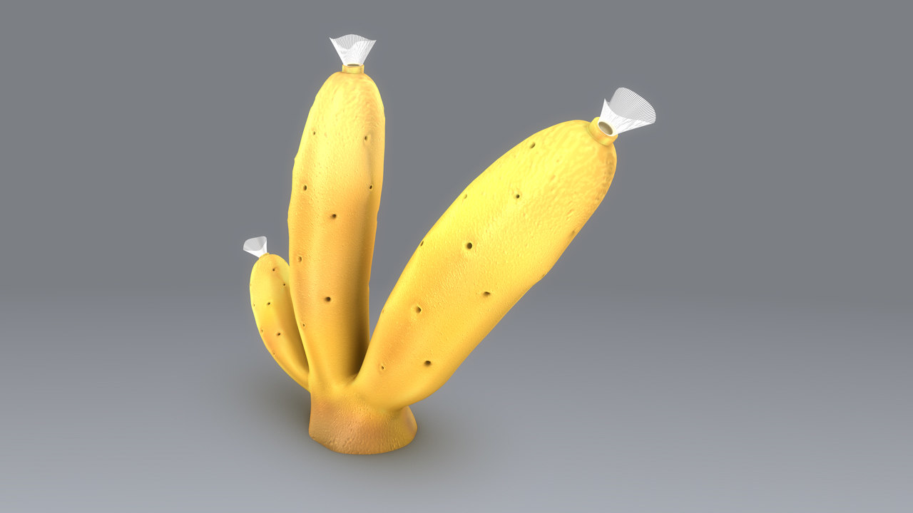 3d model scypha species calcareous