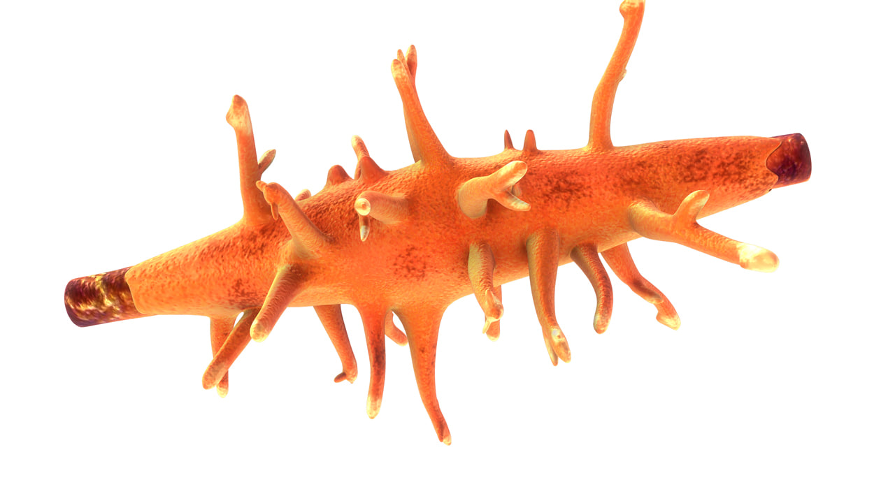 maya spongilla sponssoort gewone