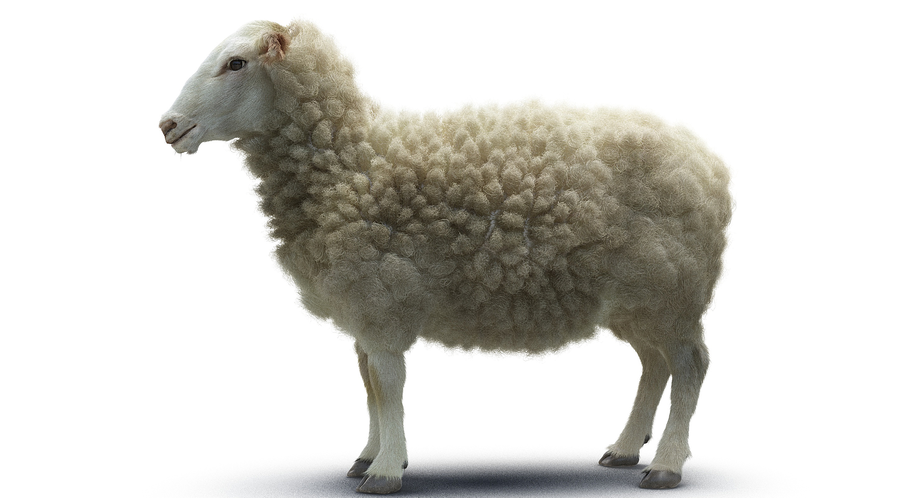 3d model of sheep realistic
