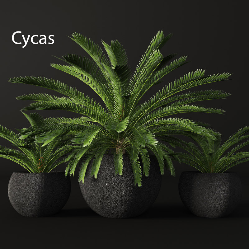 3d model of cycas palms tree