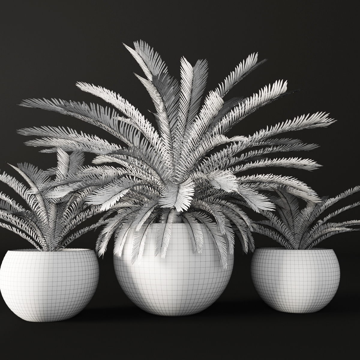 3d model of cycas palms tree