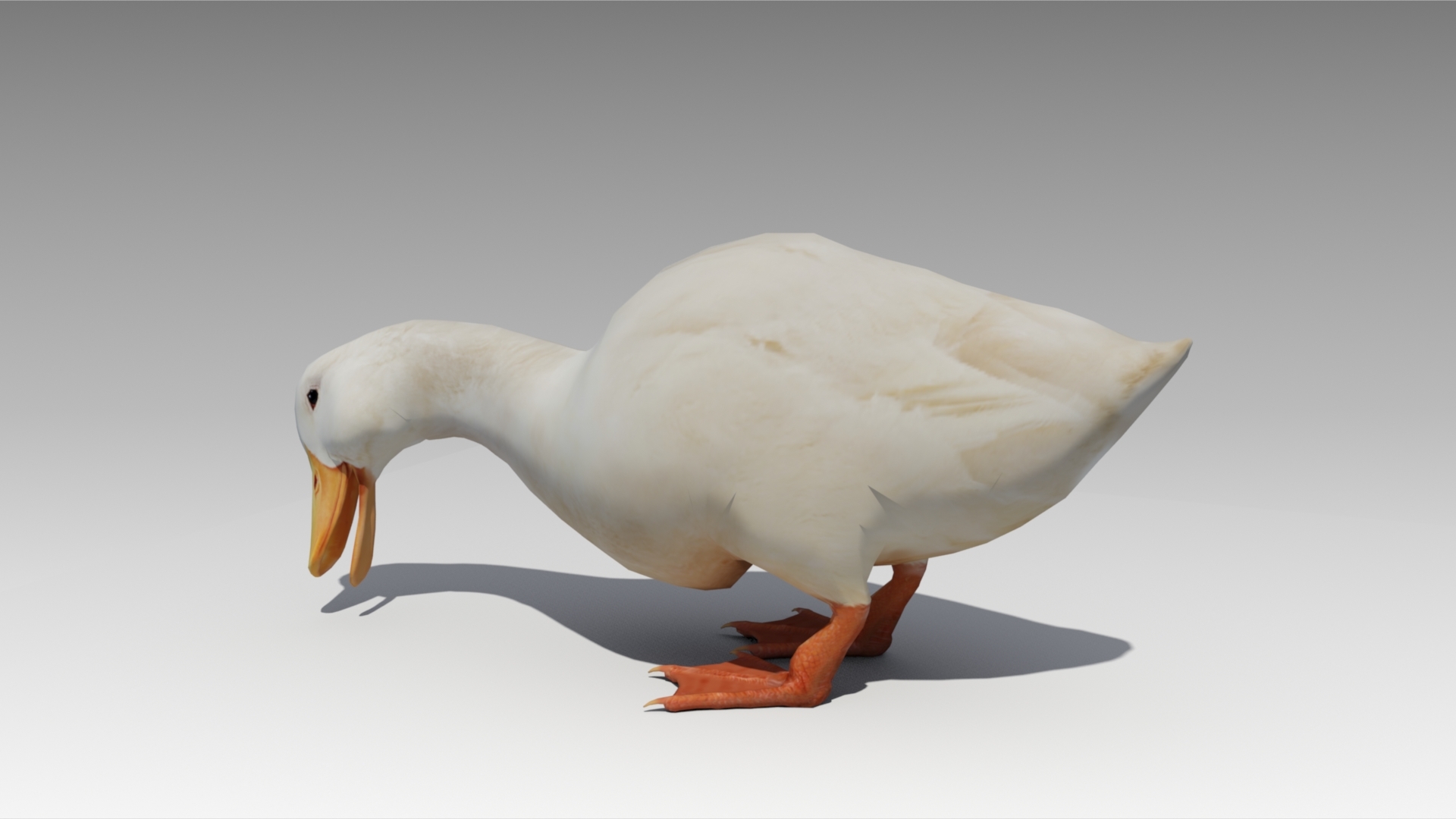 animations duck max