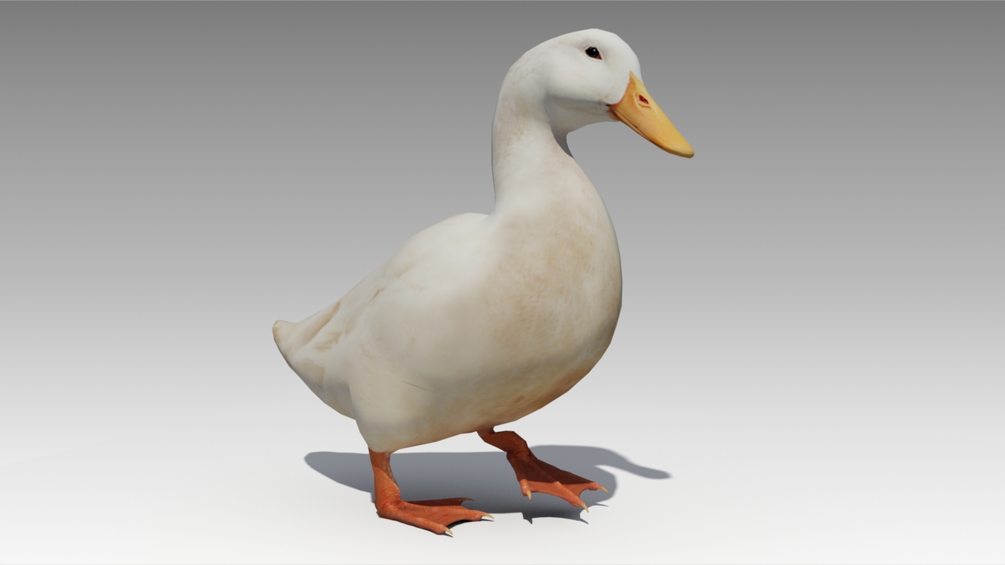 animations duck max