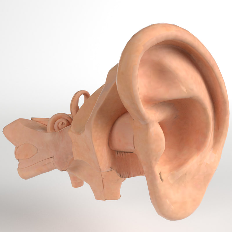3d pbr uv-textured human ear model