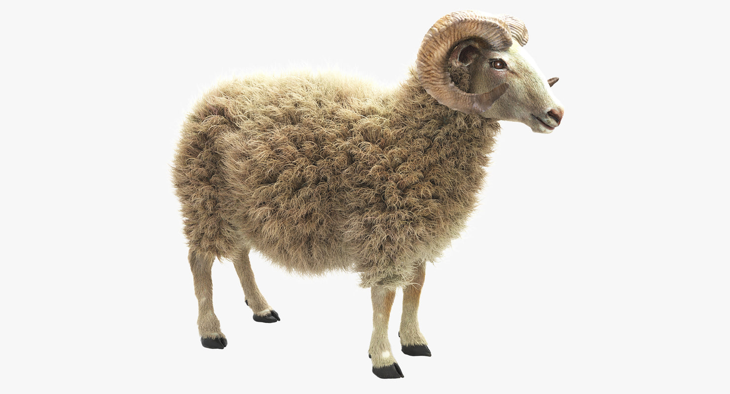 ram realistic fur 3d max