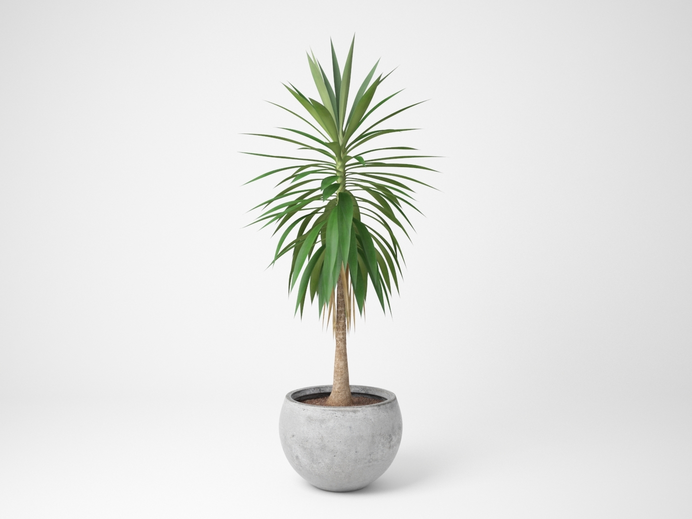 3d yucca elephantipes model