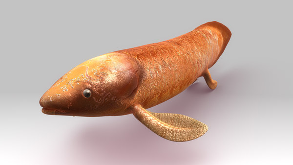 3d lungfish neoceratodus forsteri