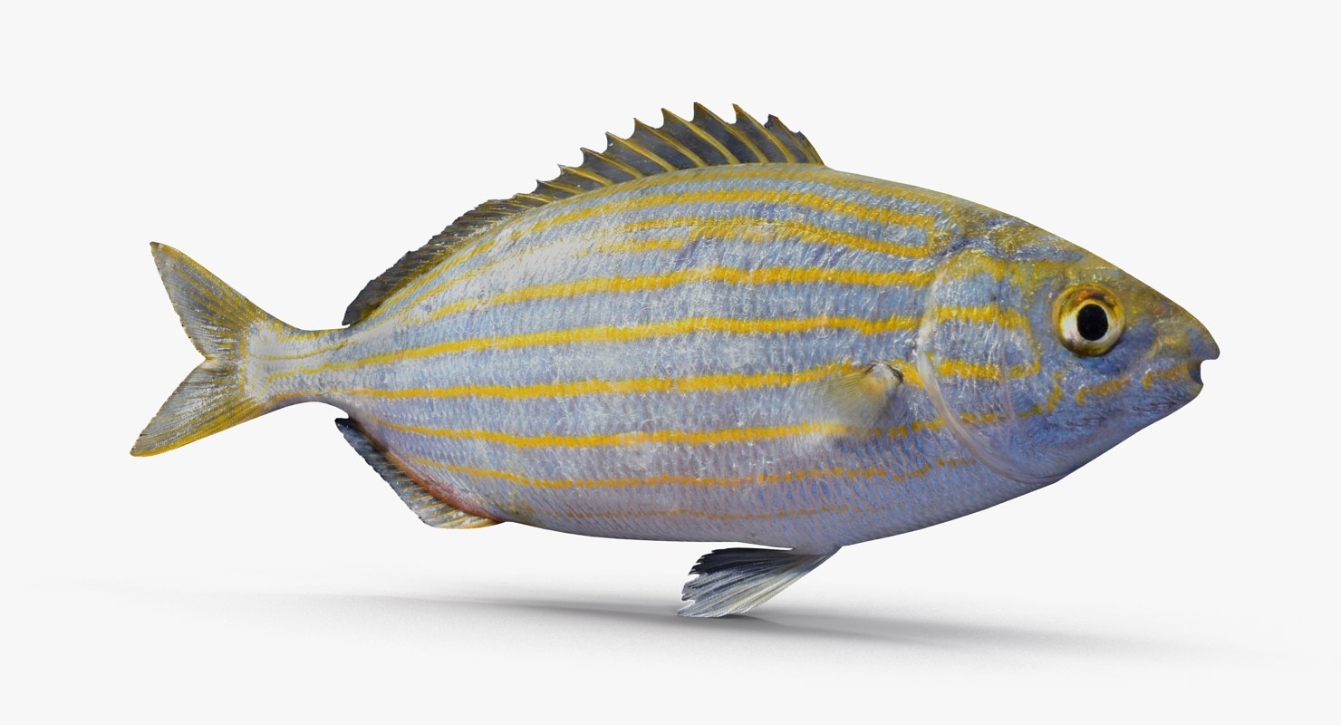 saupe fish sarpa 3d model