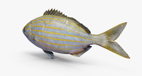 saupe fish sarpa 3d model