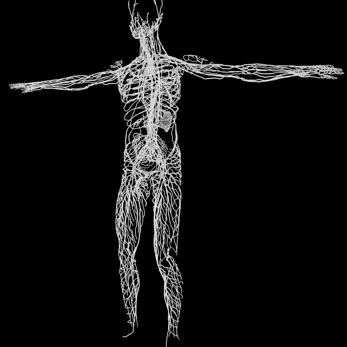 lymphatic spleen 3d model