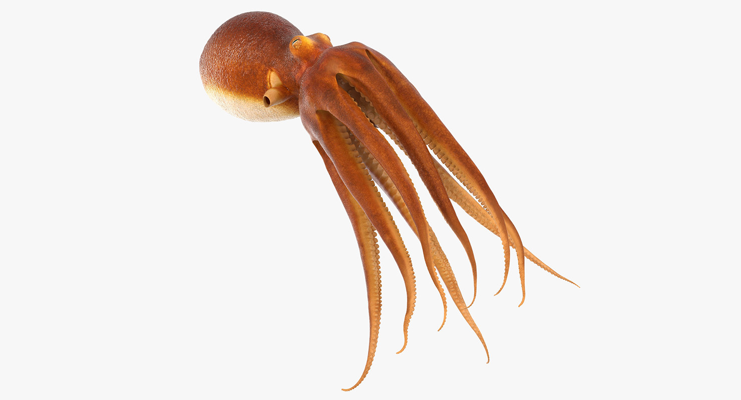 3d model of common octopus swimming