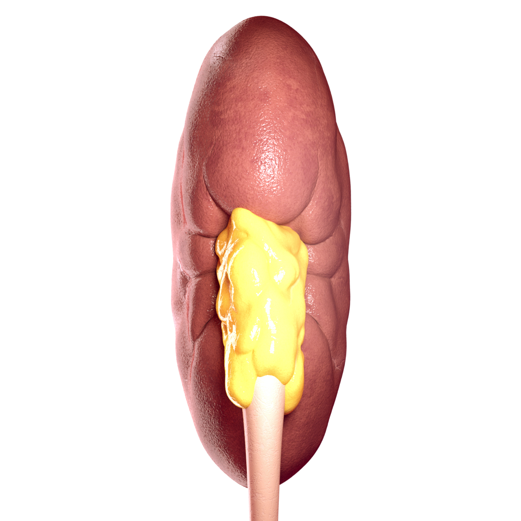 realistic human kidney 3d c4d